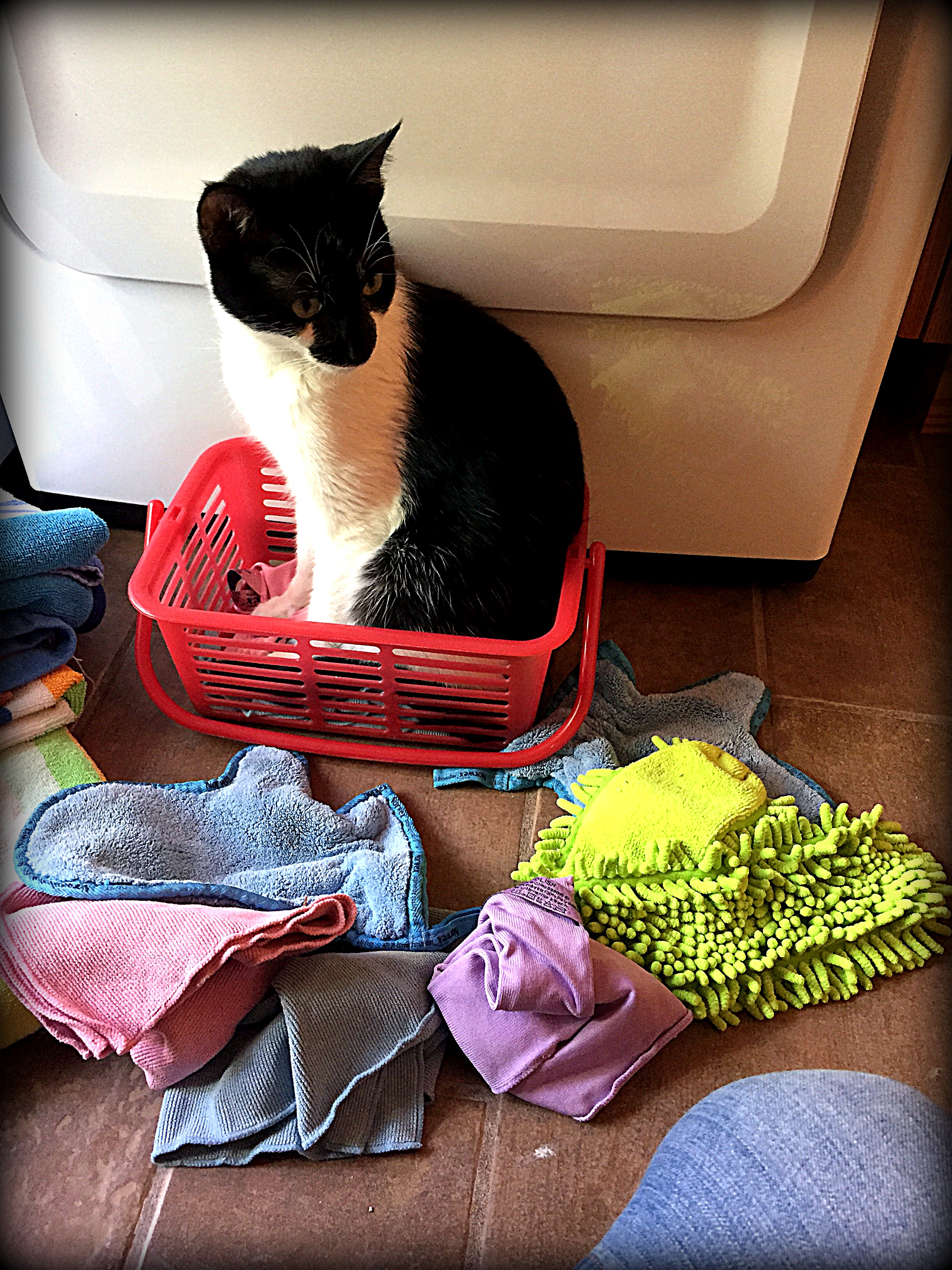 A Cat Called Mortimer